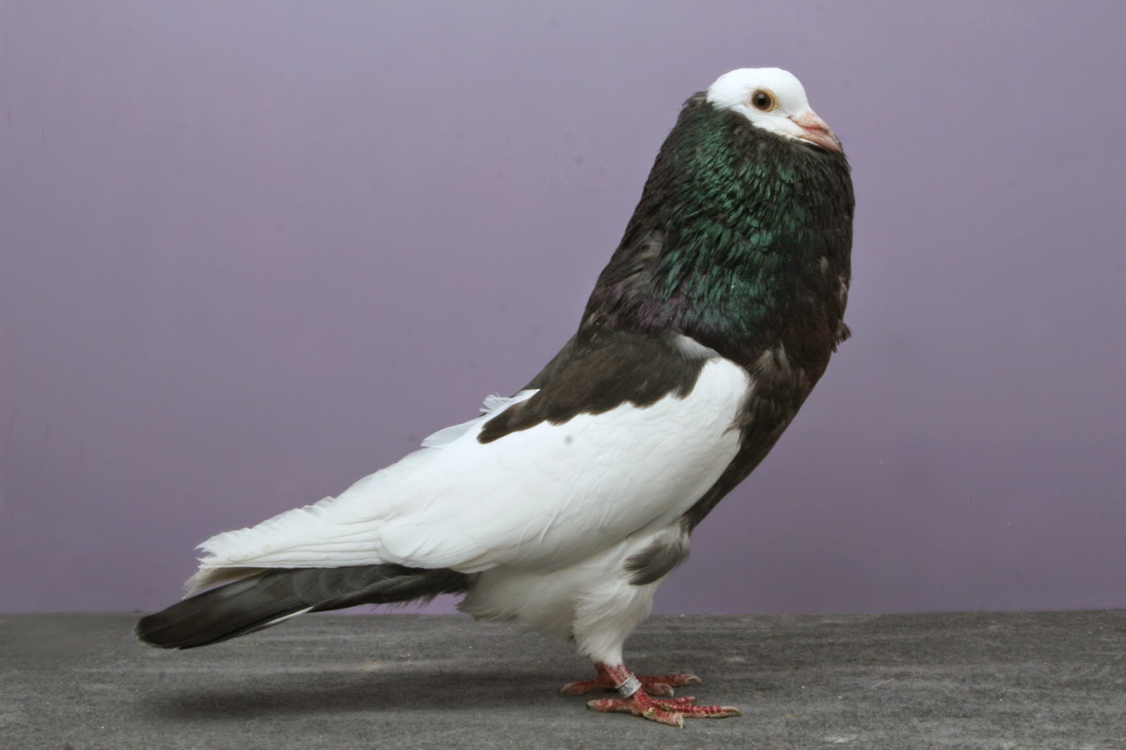 The Racing Pigeon HD wallpaper: Pigeons American Bohemian Pouter