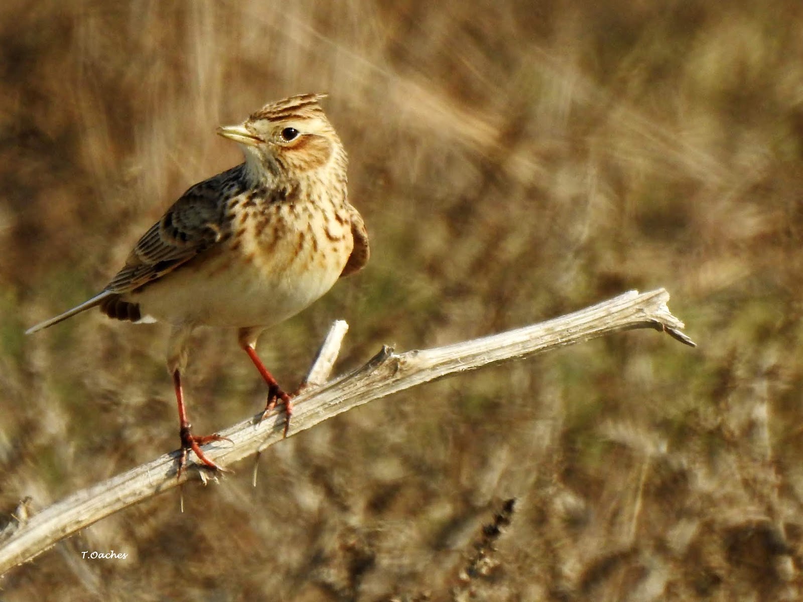 PASARI DIN ROMANIA: CIOCARLIA DE CAMP, Alauda arvensis