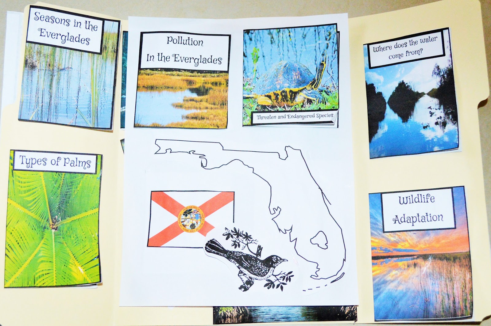 The Hermit Crabs Homeschool: Everglades National Park Lap Book