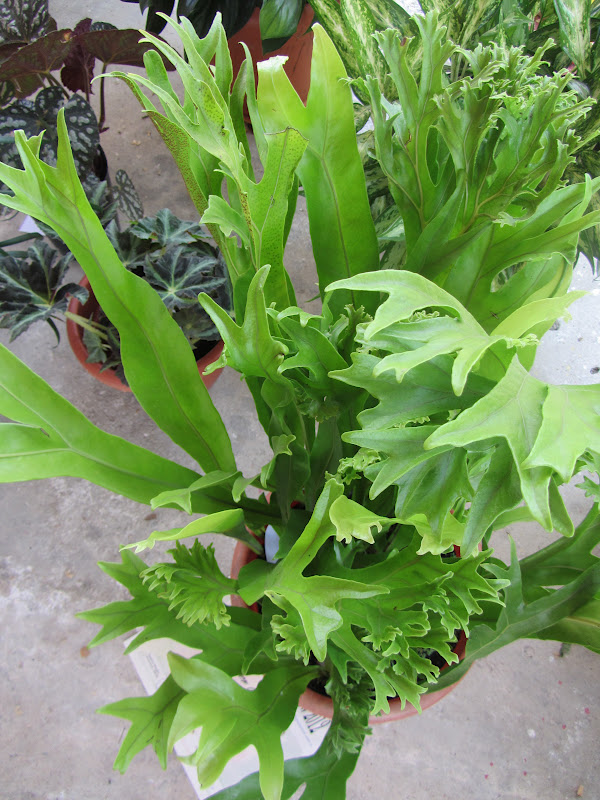 The Animals, The Rodeo, Plants and San Pedrano Sightings at the 2012 ...