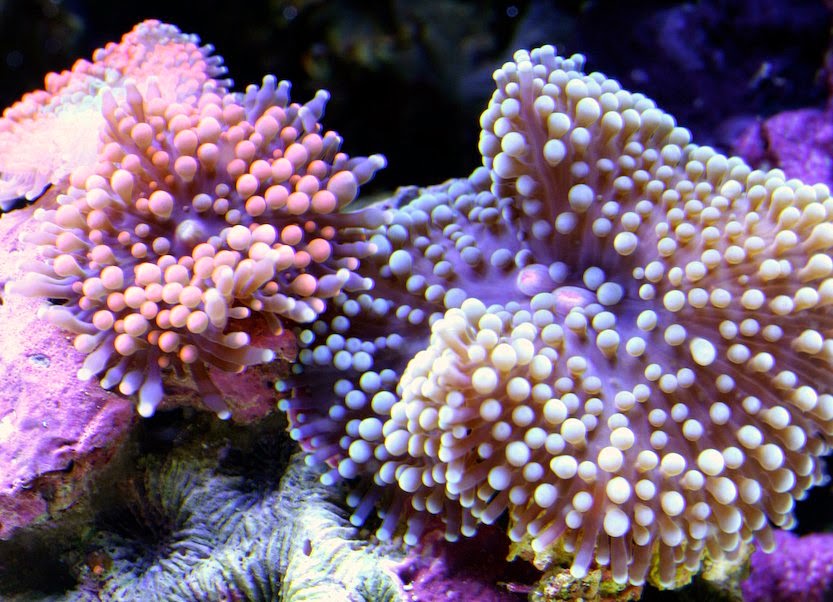 The Flying Tortoise: Beautiful Close Up And Personal Images Of Coral By ...