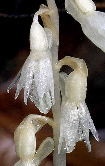 Epipogium Roseum Orchid ~ ThundersCloud