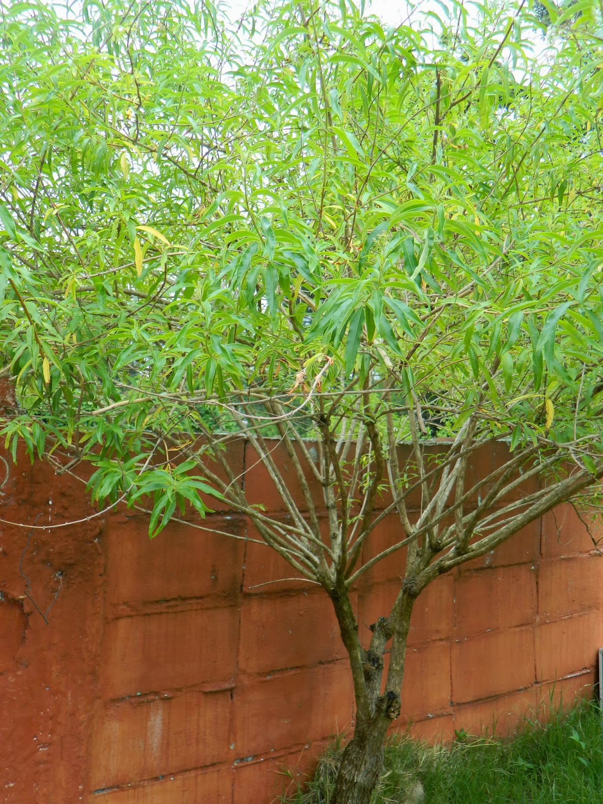 LA TIERRA Y SU GENEROSIDAD: CEDRÓN (Aloysia triphylla)
