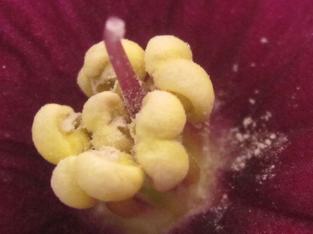 North Star African Violet Council Twin Cities: Spilled Pollen