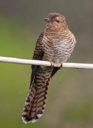 JAWA ADI: Pertanda burung kedasih atau prilgantil