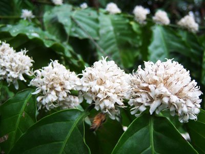 Bunga serta buah kopi ~ Kopi Murni Jember