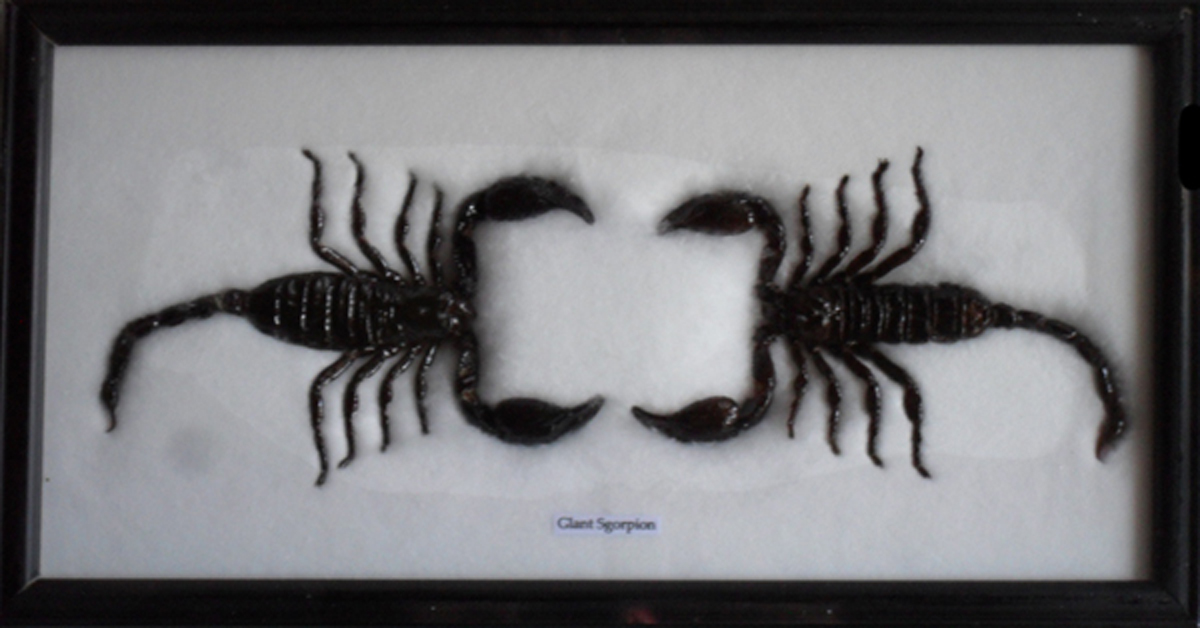 Thailand Insects &Butterflies frame: Real Beautiful Framed Insect Bugs ...