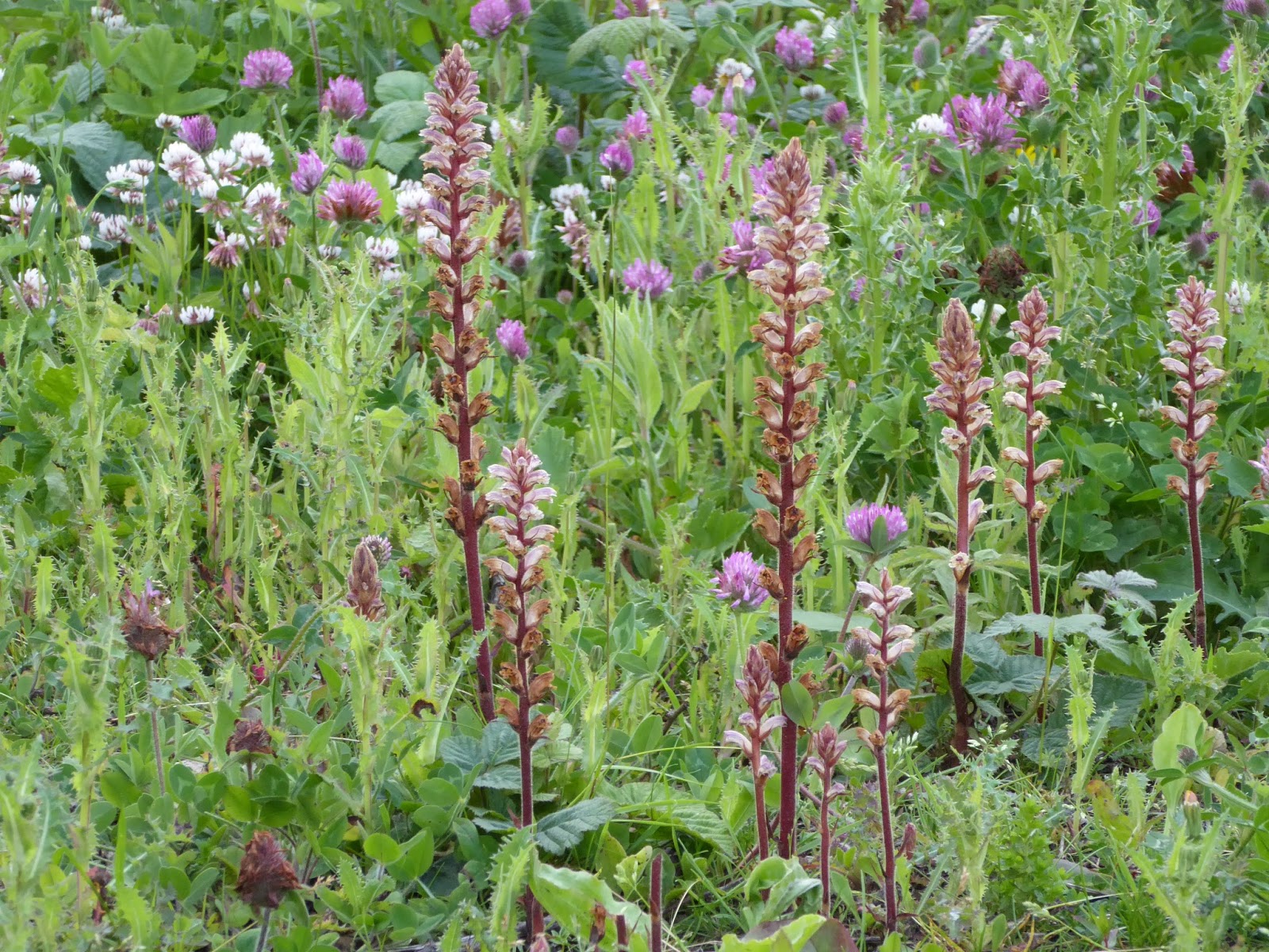 Altrincham and District Natural History Society: Tuesday 14th June 2016 ...