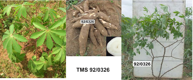 CHARACTERISTICS OF DIFFERENT CASSAVA VARIETIES. - AGRICULTURE NOTES ADDA