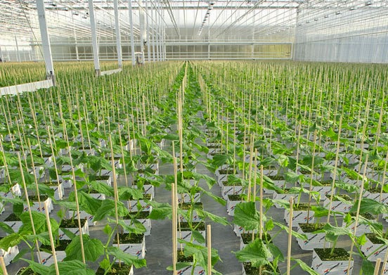 Nature and Farming: Cucumber Production Guide