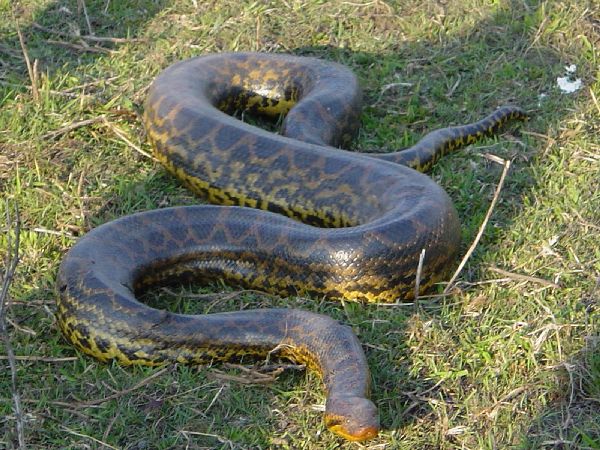 animanews: ANACONDA/SUCURI