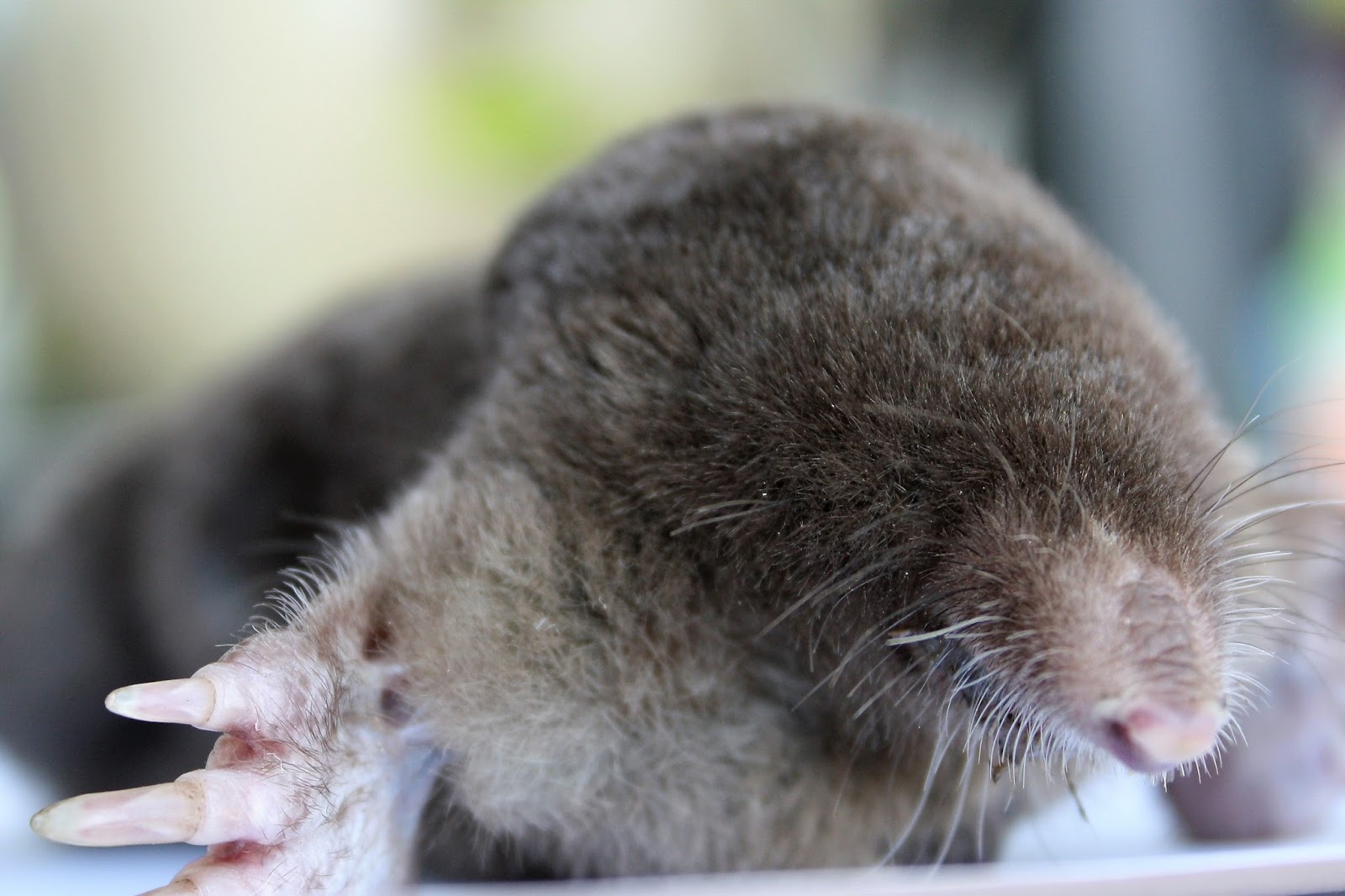 New Life: Korea Lantinga Family: Meeting a Mole: Bad Samaritan