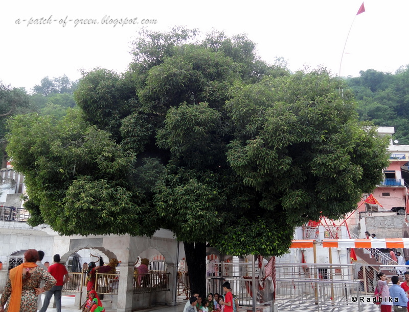 a patch of green: Maulshree