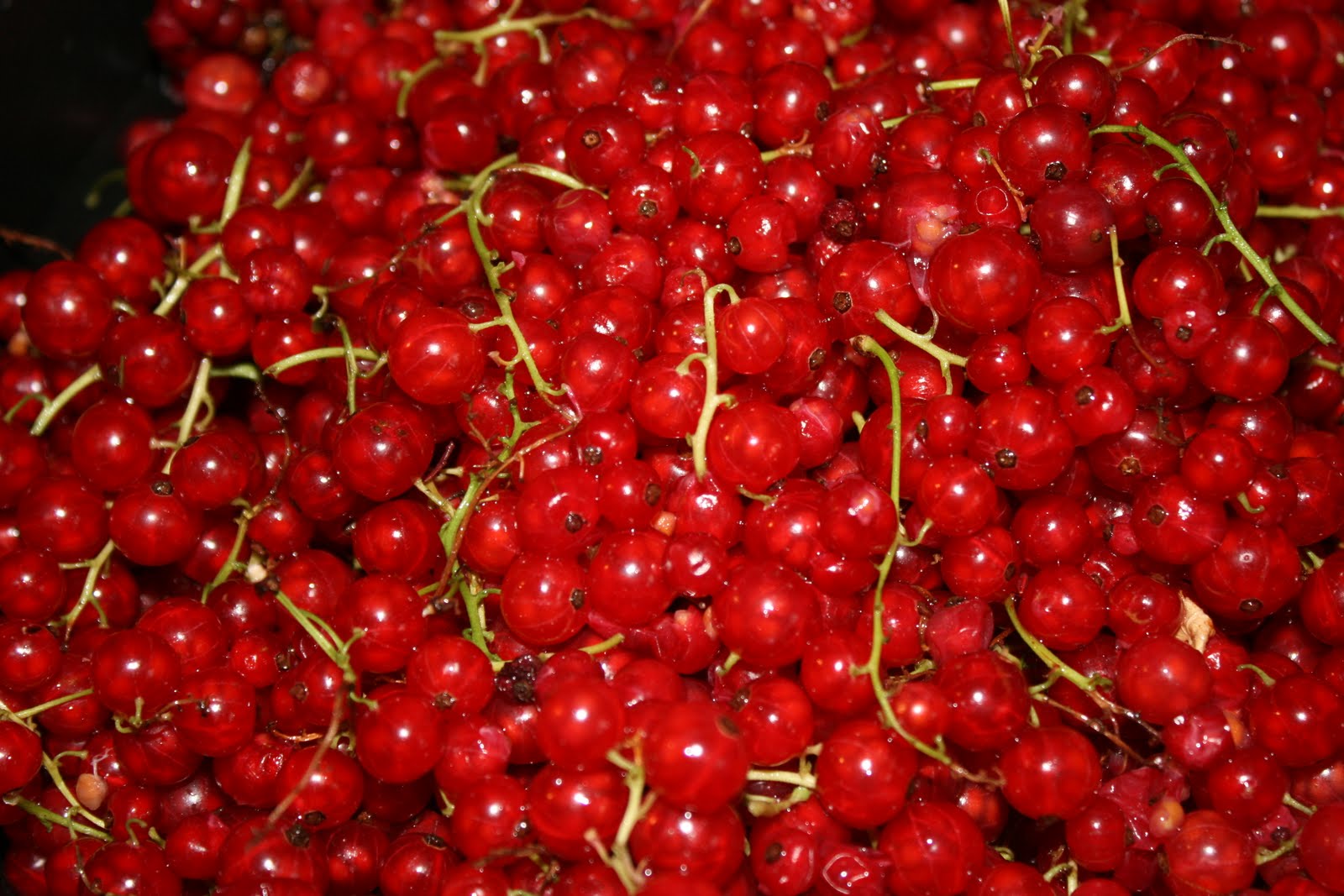 Elbow Deep in Earth: Preserving the cherries and currants
