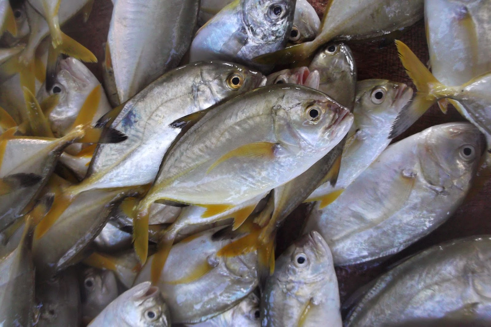 NEGOMBO SEAFOODS: KAHA PARAW