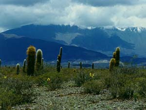 Naturaleza en Biomas: Flora y Fauna: El Monte