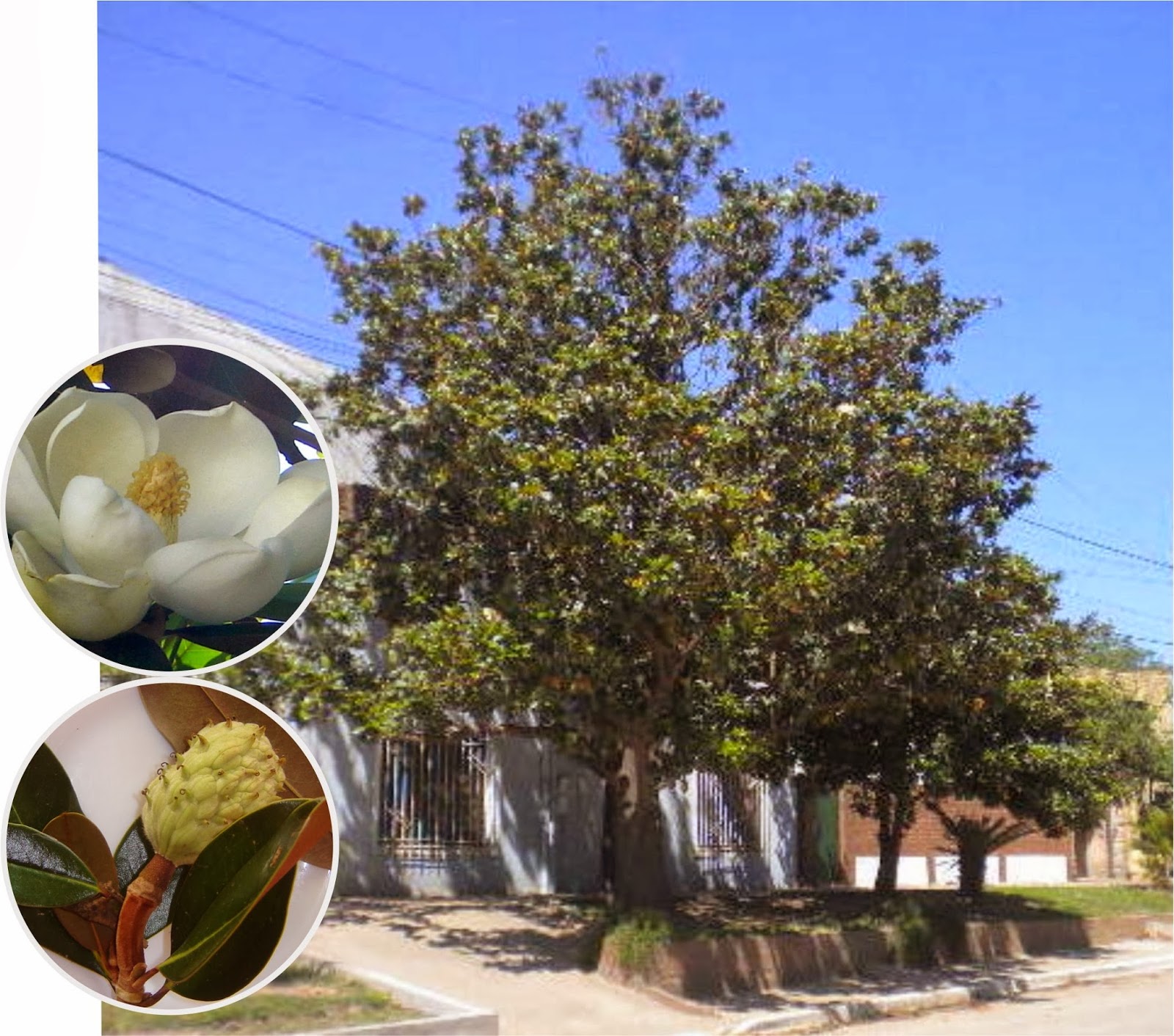 v e r d e c h a c o: Magnolia