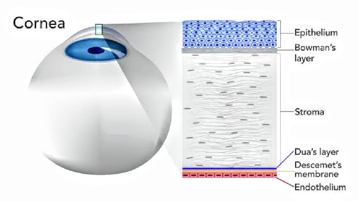 Optometry: CORNEA :- Definition, Function, Microscopic structure