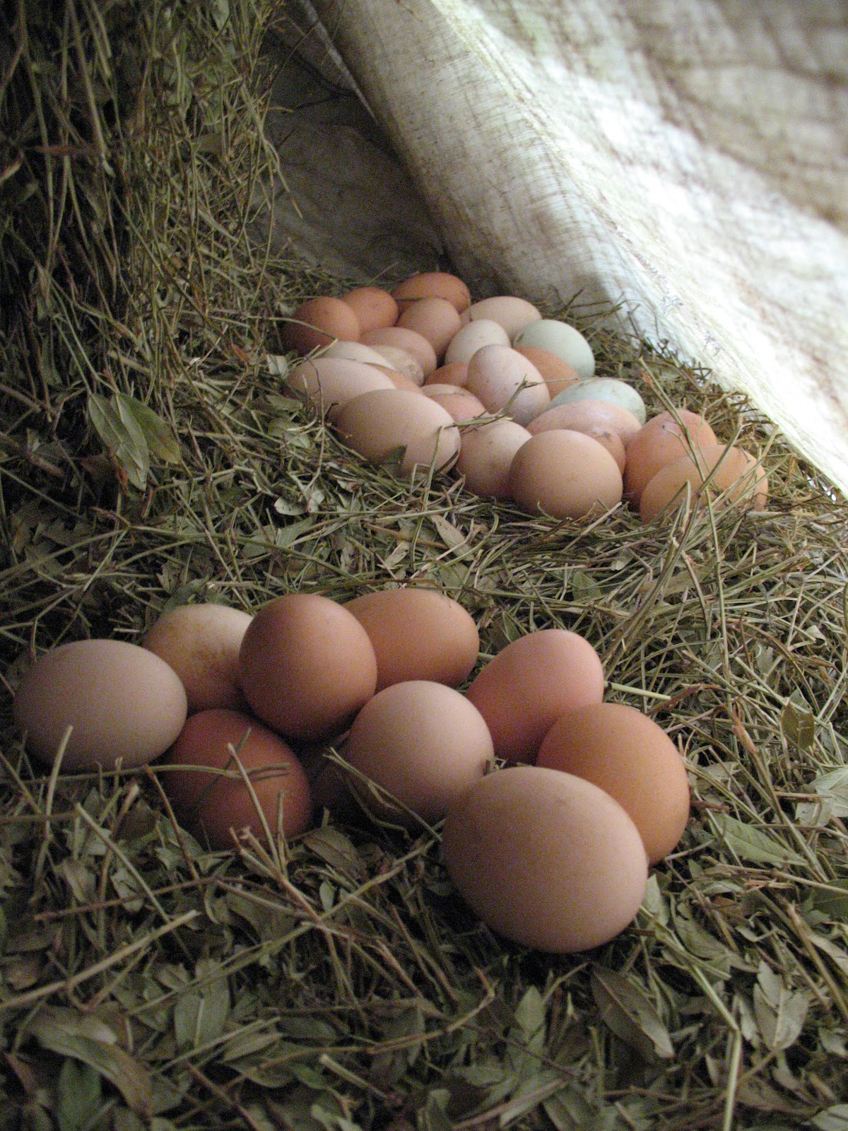 Homestead Life: How To Test Eggs For Freshness