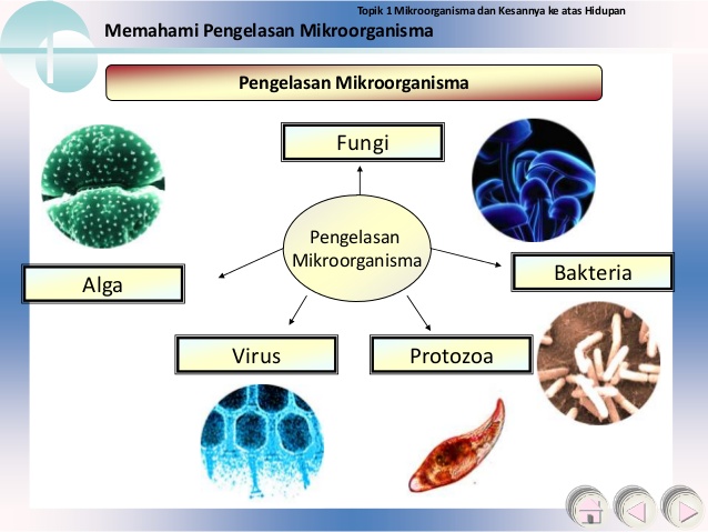 Microbiology: Pengelasan Mikoorganisma