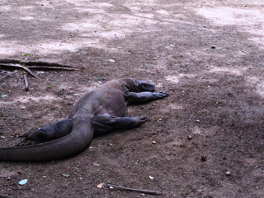 Tour Komodo: Komodo dan Siklus Hidup Mereka