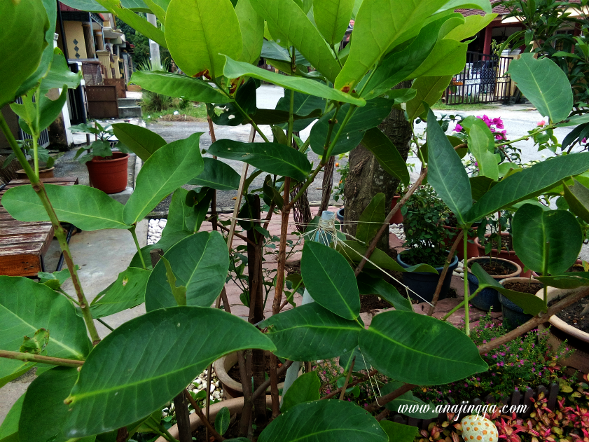 Tanaman Dalam Pasu- Menfaatkan Setiap Ruang Yang Ada