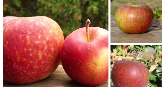 The 2017 stars - Adam's Apples