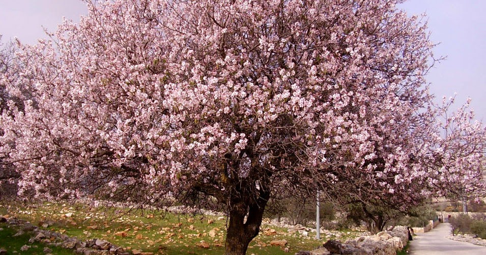La almendra: un regalo de la naturaleza para la salud