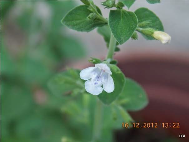 Terra Nostra: PEPERINA - Calamintha nepeta
