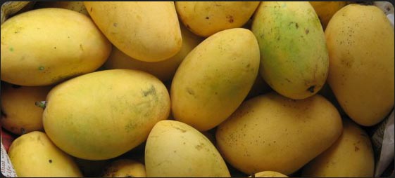 Famous Mangoes of Shujabad, Multan, Punjab, Pakistan | Zarif Shaheed, Raja Ram, Shujabad Multan