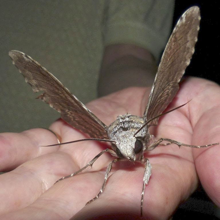 ThirdSpace: ‪Pseudosphinx tetrio‬