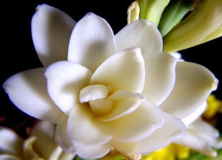 6 Khasiat Bunga Arum Dalu Untuk Kesehatan | Khasiat