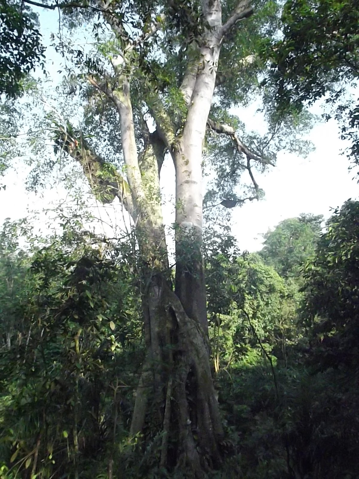 Coretan Rimbawan UR: Pohon Sialang