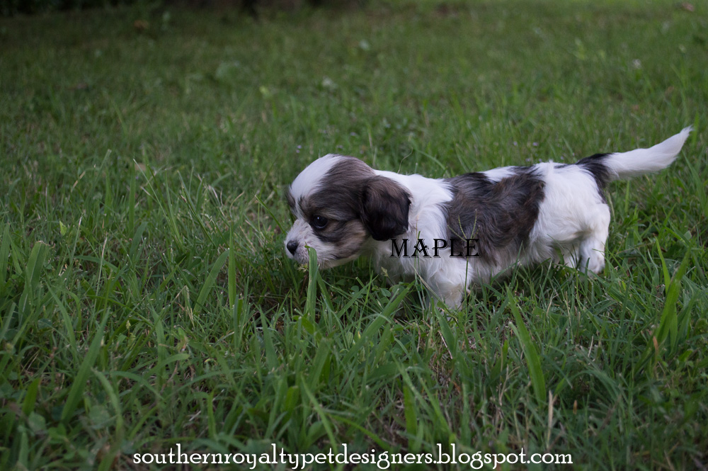Southern Royalty Pet Designers: Cavaton puppies born 5/8/2017