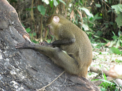 The Environmentalist Journal: CIENTÍFICOS ENCUENTRAN ESPECIE ...