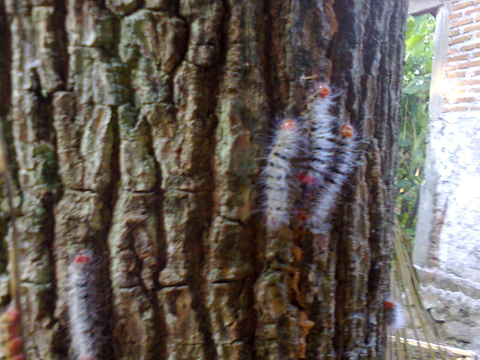 Penelitian Hama Ulat Pada Pohon Alpukat ~ kemul lorek