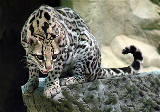 Ocelot Animal | Facts Information & Latest Pictures | All Wildlife ...