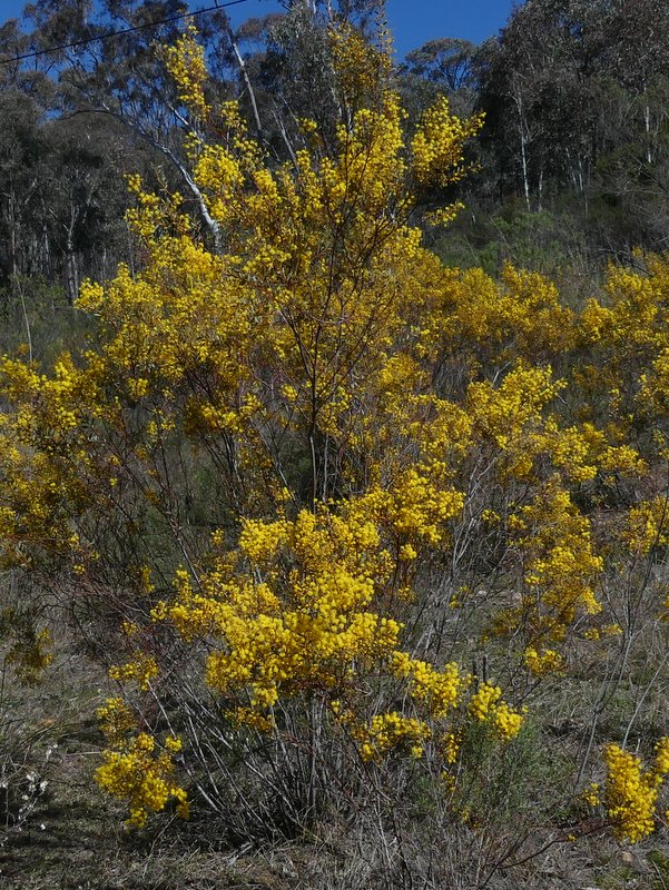 Ian Fraser, talking naturally: Spring: wattles of the Australian ...