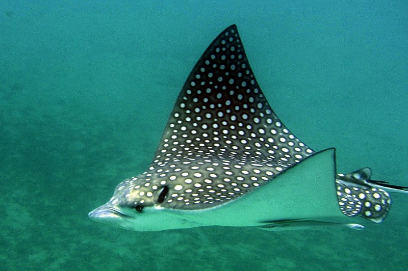 TVL: ANIMAL DA SEMANA - Raia-pintada