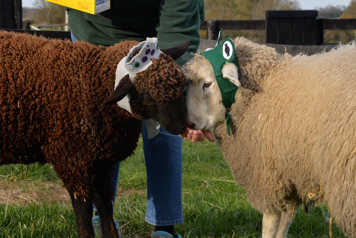 Punkin's Patch: Once Upon A Time...