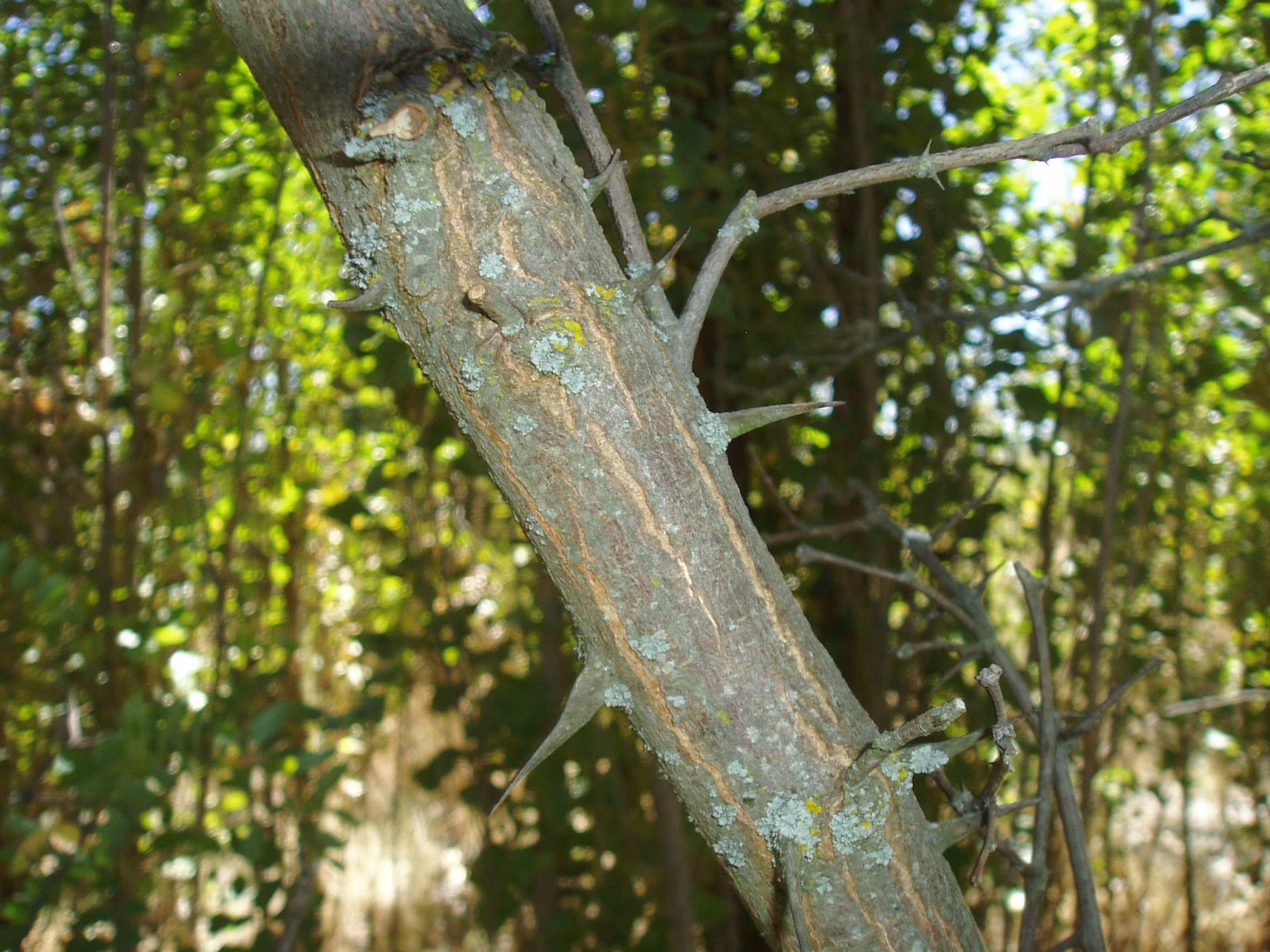 ACACIA: Robinia pseudoacacia | Plantas rioMoros