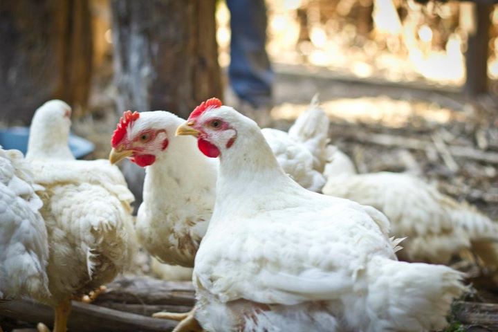 Rojoscuro: Rescate abierto de nueve pollos broiler desde una granja ...