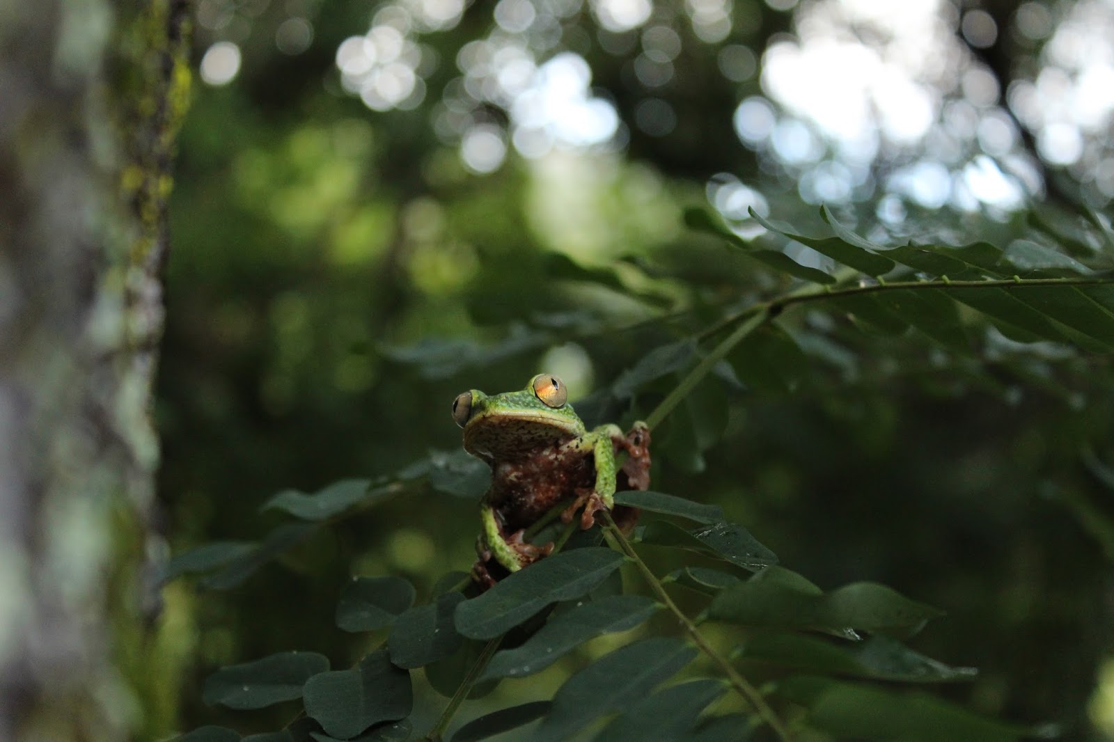 Seychelles Terrapins and Turtles: Tree Frog, SYAH and Goodbyes (Irma's ...
