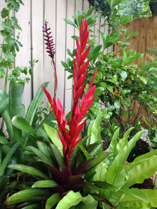The Rainforest Garden: What's Blooming in my July Garden