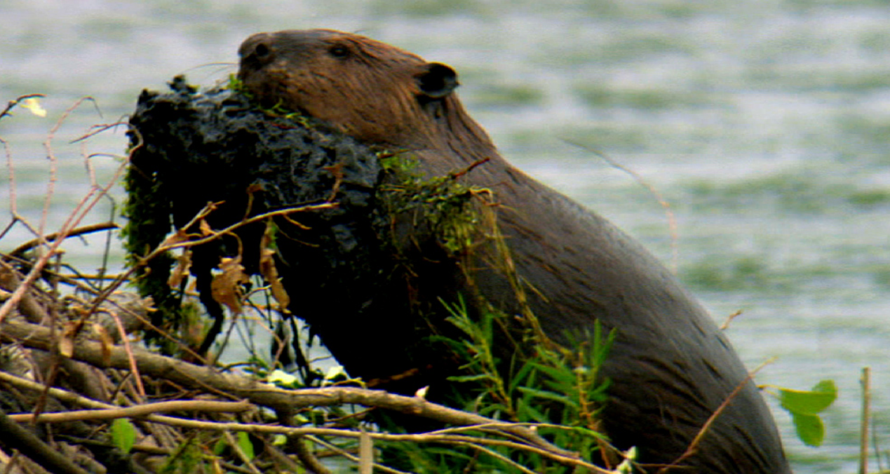 Southland Beaver: Leave It to Beavers... some thoughts