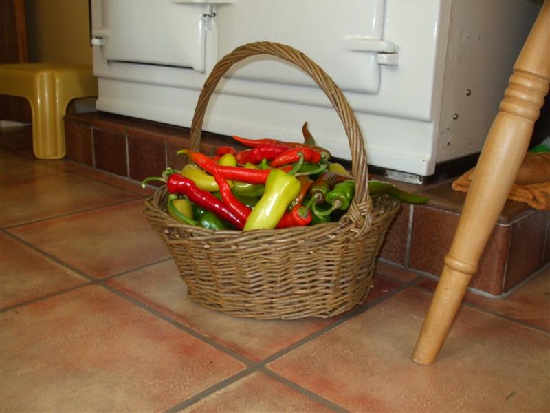 The Compost Bin: Juicing and pasteurising the apples.