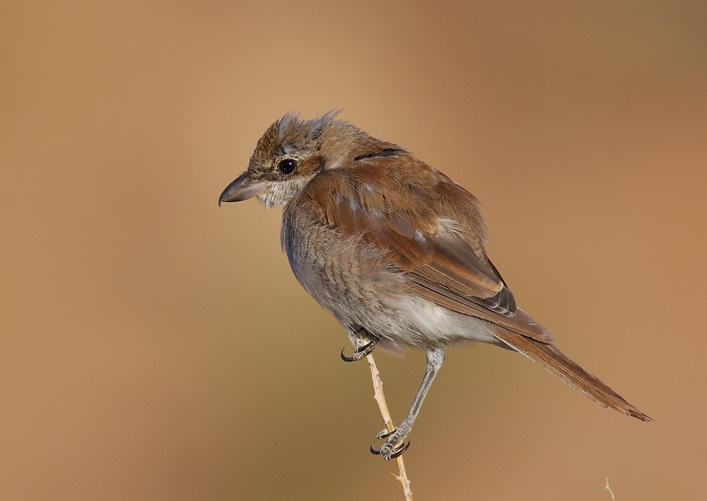 Burung Cendet - Long-Tailed Shrike (Lanius schach) - Ryan Maigan Birds
