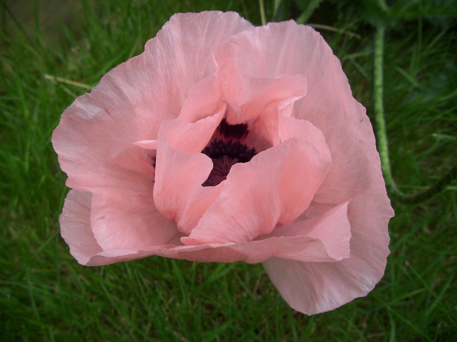Random Seed Gardener: Plant of the week - Poppy 'Coral Reef' (Papaver ...