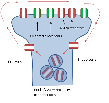 Brains, Blogs and Behaviour: Neuroplasticity part 2 - Spike timing ...