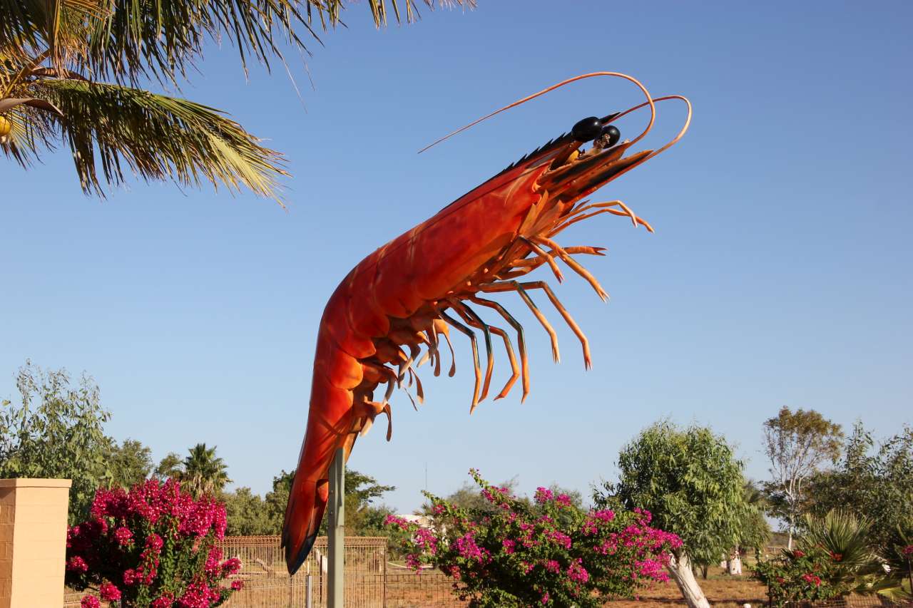 Oz-The-Trip: Crevette géante – Exmouth